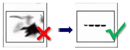 验证核酸-蛋白相互作用 | 凝胶迁移EMSA实验流程及结果分析 - 哔哩哔哩
