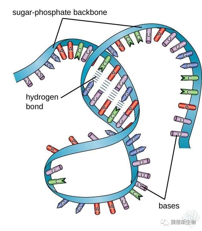 干货：一文读懂mRNA rRNA tRNA结构和功能 - 哔哩哔哩