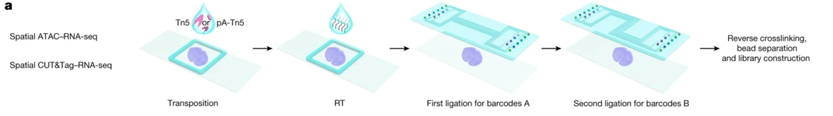 DBiT-seq 空间多组学平台 - 哔哩哔哩