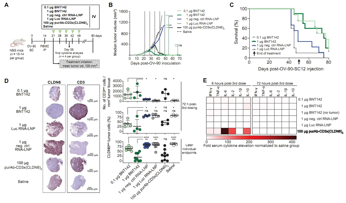BioNTech早研靶点|mRNA双抗疗法BNT142的设计与临床前评估 - 哔哩哔哩