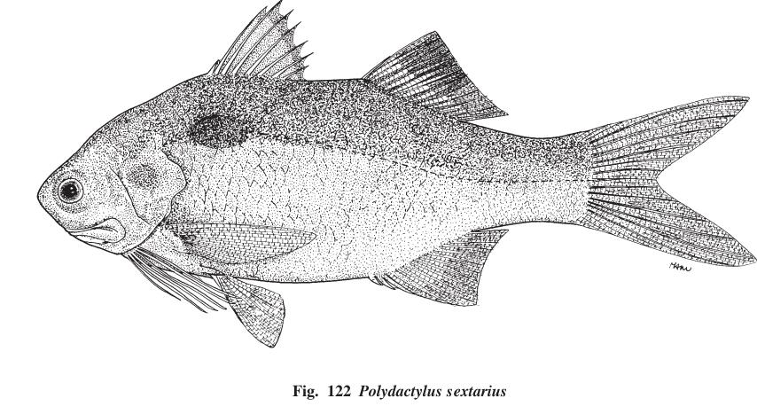 【鳍指如丝】马鲅科——多指马鲅属Polydactylus上 - 哔哩哔哩