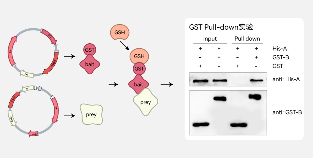 Co-IP、GST pull-down如何区分？实验结果图该如何解读？ - 哔哩哔哩