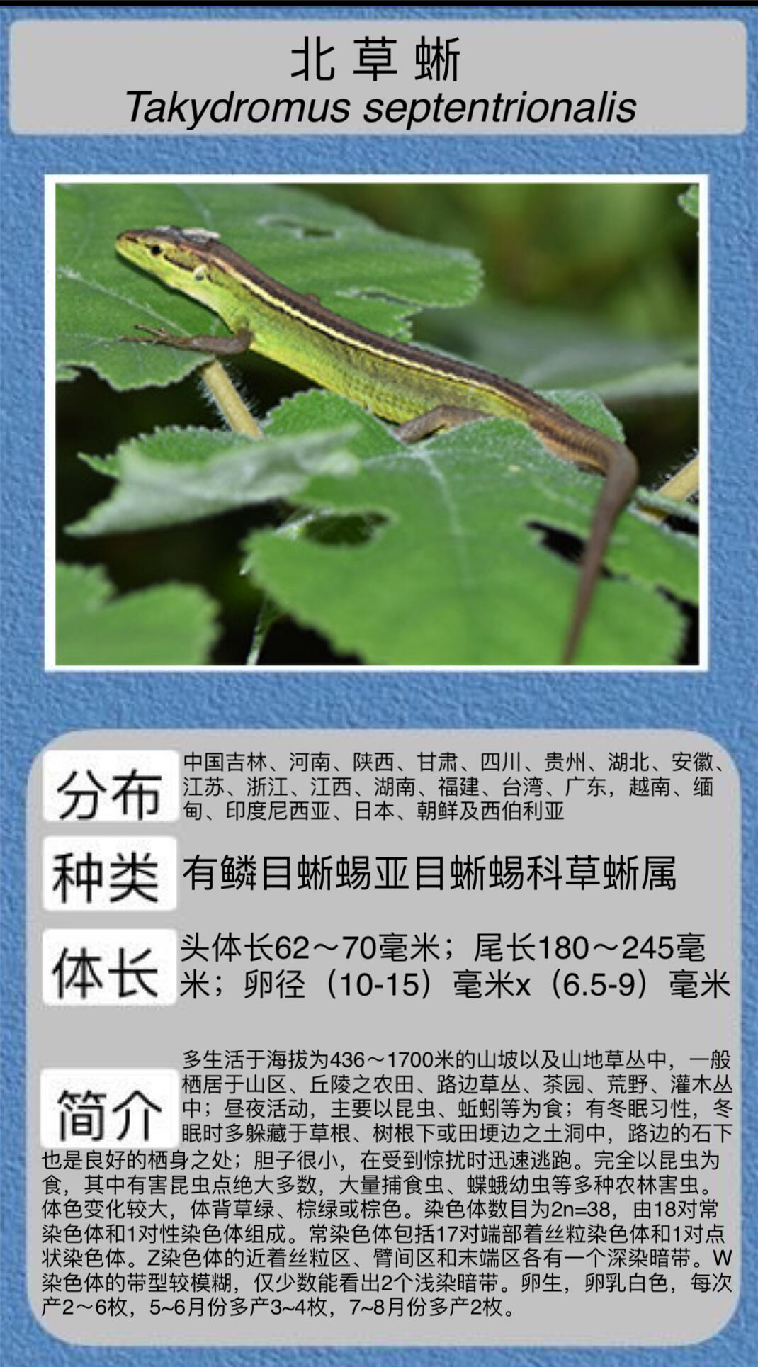 爬行类快餐式科普第五弹 - 哔哩哔哩