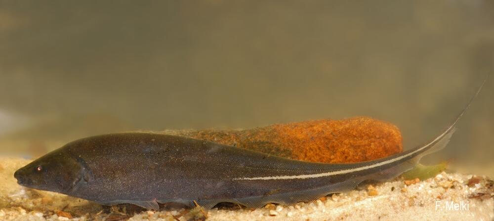 电鳗目大体分类（信息截至2025.4） - 哔哩哔哩