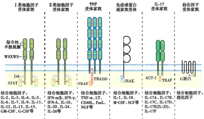 细胞因子综述：作用方式、分类&功能、受体、细胞因子炎症…… - 哔哩哔哩