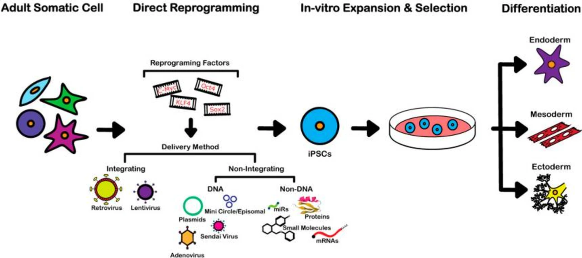 想了解iPSC全流程解决方案？来看这篇！ - 哔哩哔哩