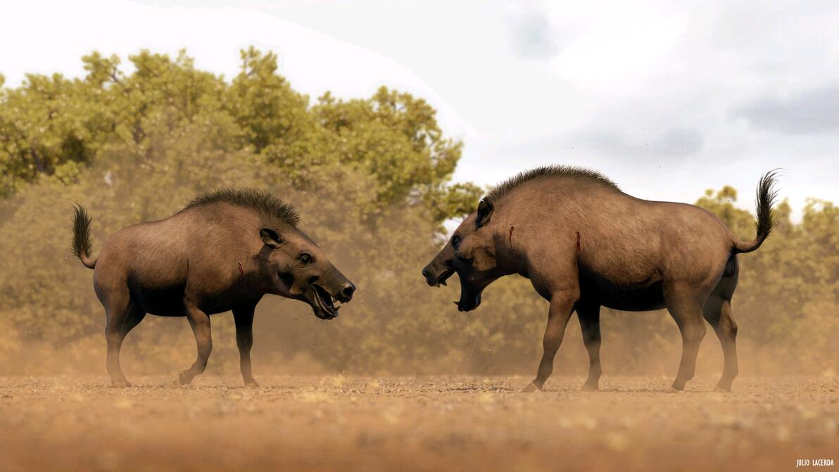 豨科的拉丁学名与中文译名对照 - 哔哩哔哩