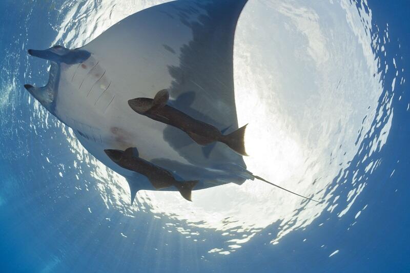 皇牌空战3 汉化说明 - 名词翻译（含机体介绍） - 哔哩哔哩