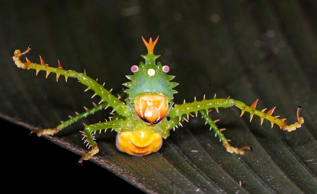 鬼王螽属（Panacanthus）中文名翻译 - 哔哩哔哩