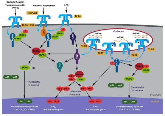 免疫学知识点：模式识别受体之Toll样受体（TLR）蛋白概述 - 哔哩哔哩