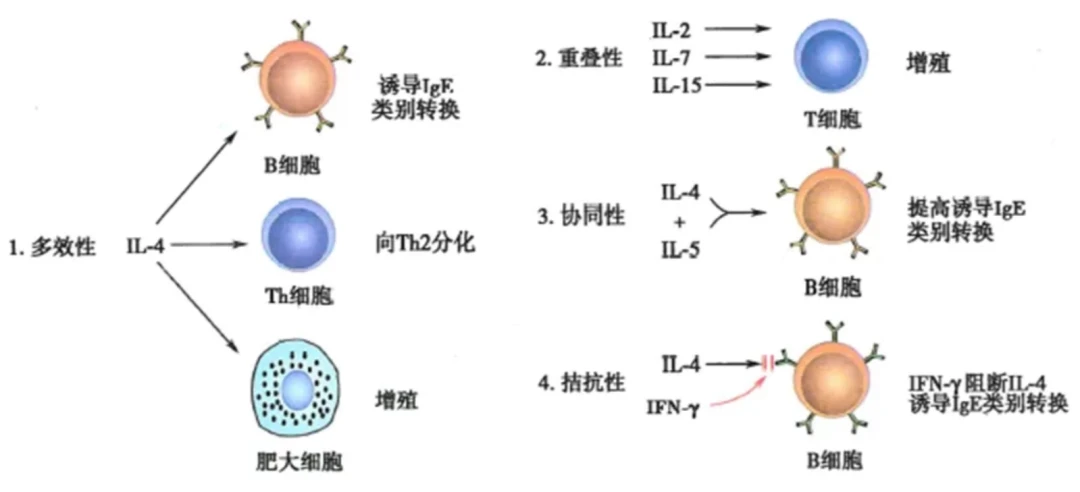 细胞因子综述：作用方式、分类&功能、受体、细胞因子炎症…… - 哔哩哔哩