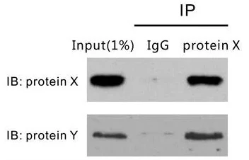 Co-IP、GST pull-down如何区分？实验结果图该如何解读？ - 哔哩哔哩