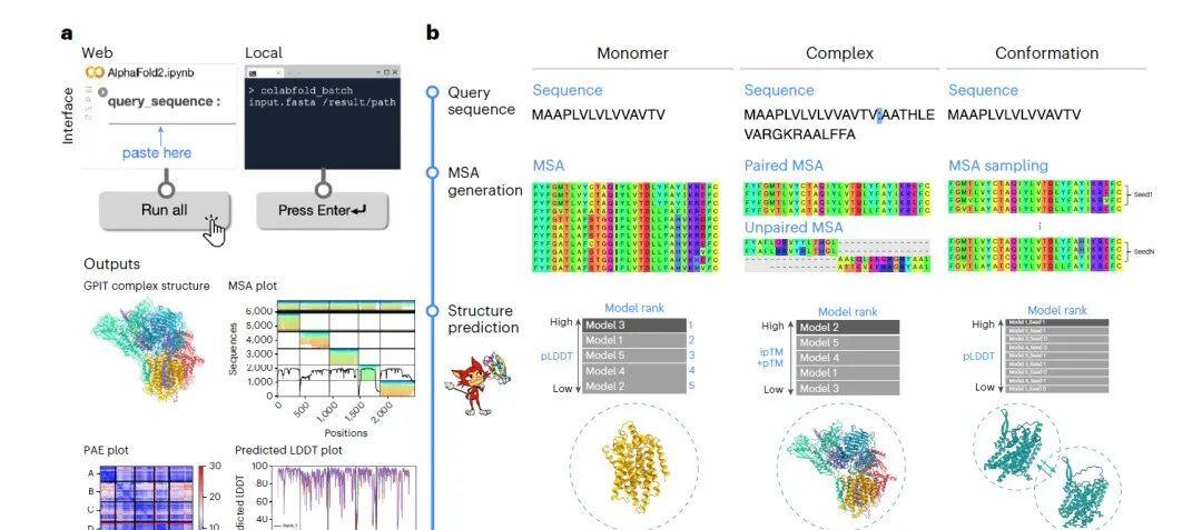NatProtoc最新| ColabFold：让蛋白质结构预测触手可及 - 哔哩哔哩
