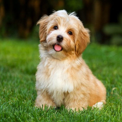 Stable diffusion-ControlNet SDXL模型 - 哔哩哔哩