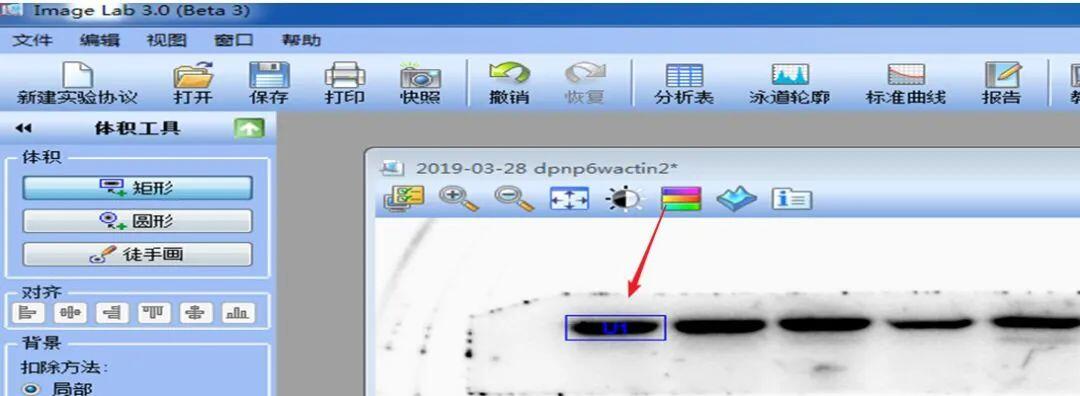 如何用Image lab分析Western Blot条带？（附安装包） - 哔哩哔哩