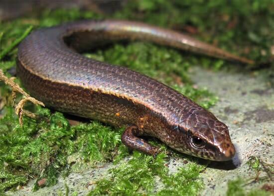 石龙子科Scincidae属级中文名整理（上） - 哔哩哔哩