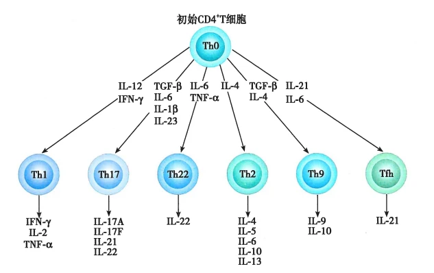 解读 | 人类免疫细胞T细胞及marker - 哔哩哔哩