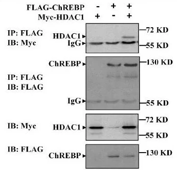 Co-IP、GST pull-down如何区分？实验结果图该如何解读？ - 哔哩哔哩