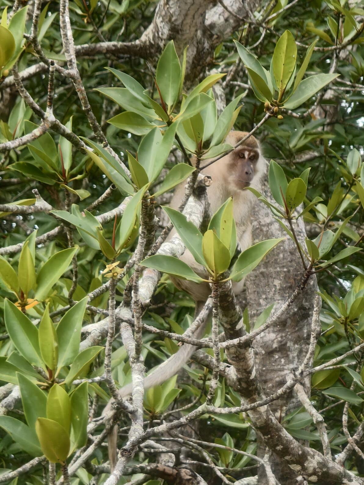 2024.5.30-6.4马来西亚亚庇游 （哥打京那巴鲁） - 哔哩哔哩