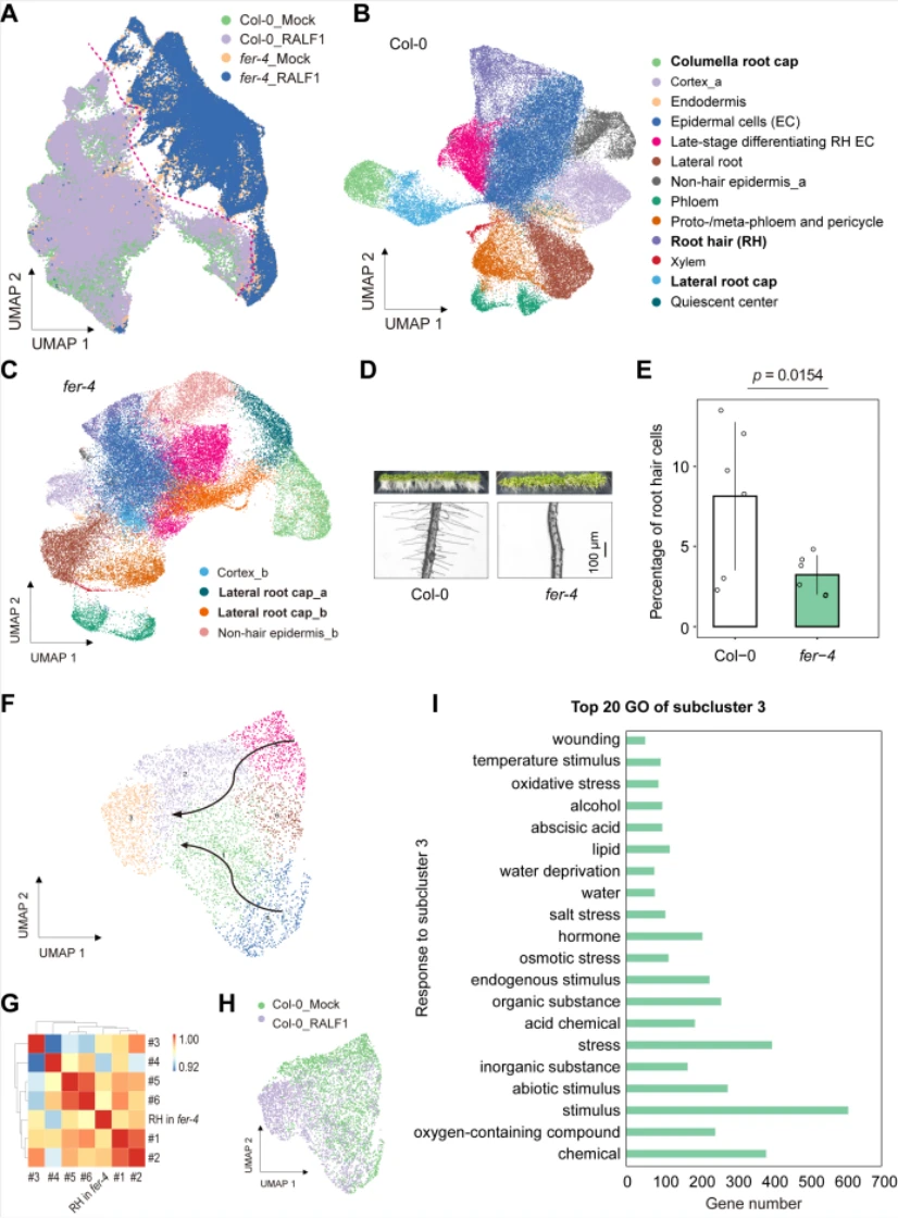 Developmental Cell湖南大学于峰团队提出植物根系渗透土壤新机制 - 哔哩哔哩