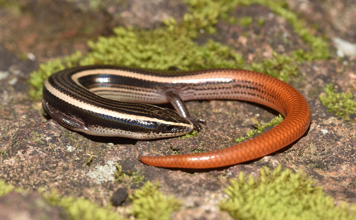 石龙子科Scincidae属级中文名整理（上） - 哔哩哔哩