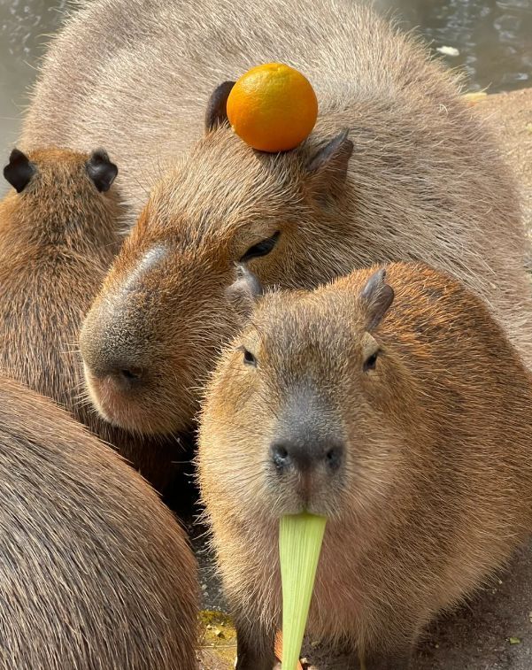 “卡皮巴拉”成为年轻人新宠，其背后藏着怎样的“流量密码”？ - 哔哩哔哩