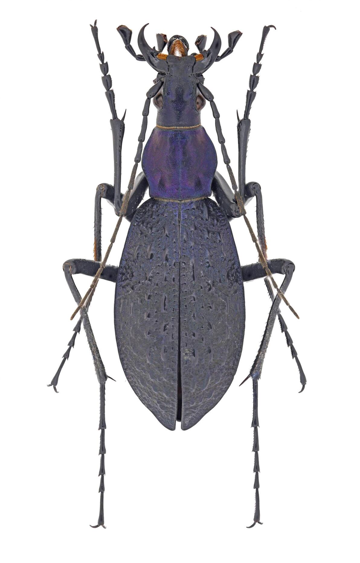 大步饲养：瘤鞘亚属Coptolabrus（壹） - 哔哩哔哩