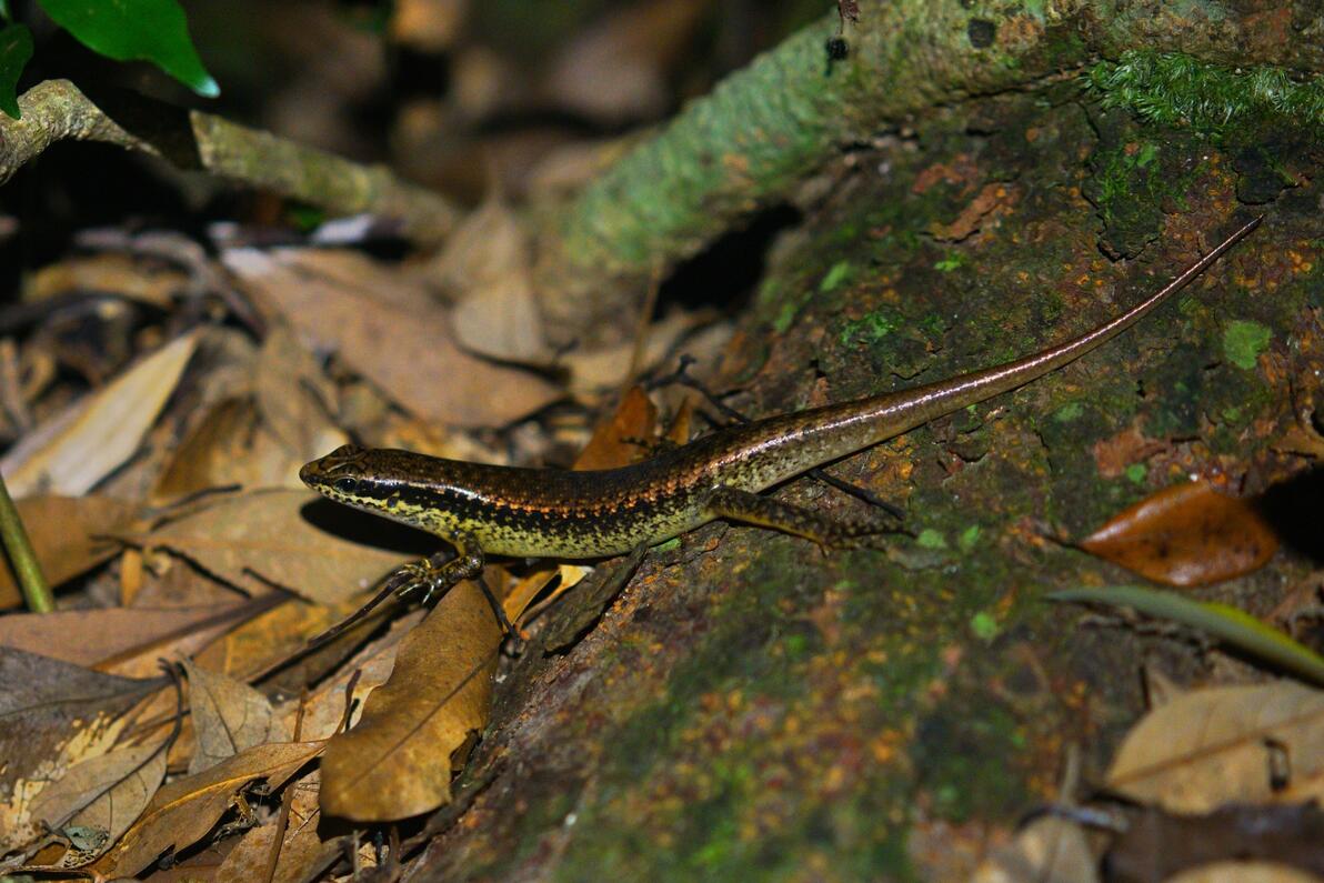 石龙子科Scincidae属级中文名整理（下） - 哔哩哔哩