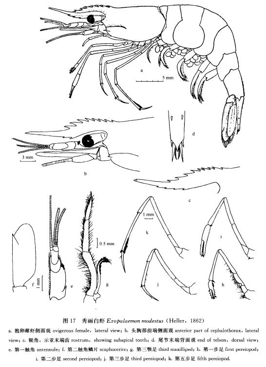 国产长臂虾属简介 - 哔哩哔哩