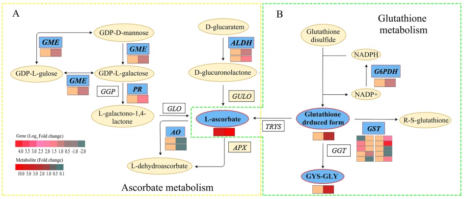 分享一个PPT+Excel绘制KEGG通路热图的方法 - 哔哩哔哩
