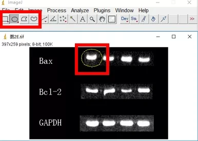 Image J定量分析WB灰度值 - 哔哩哔哩