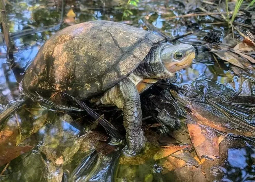 【周氏闭壳龟】最全近万字科普深度好文，建议收藏！！！ - 哔哩哔哩