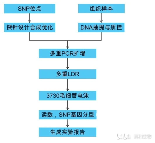 翼和SNP分型技术（一）：PCR-LDR技术 - 哔哩哔哩