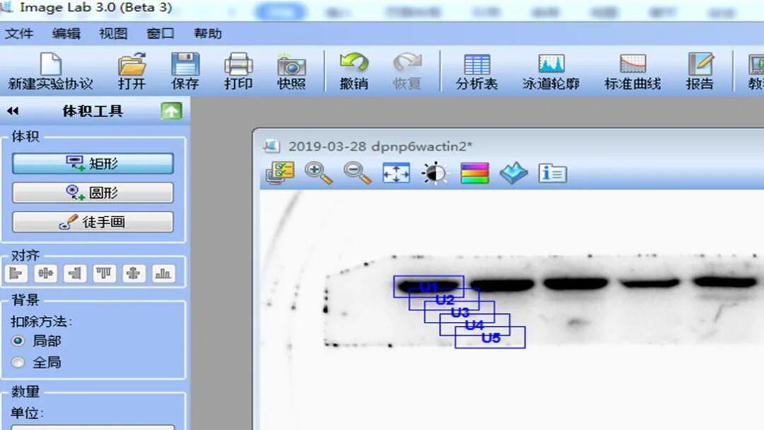 如何用Image lab分析Western Blot条带？（附安装包） - 哔哩哔哩