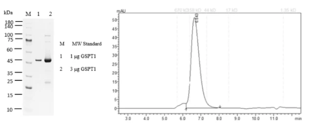 揭秘GSPT1：肿瘤治疗的黄金靶点 - 哔哩哔哩