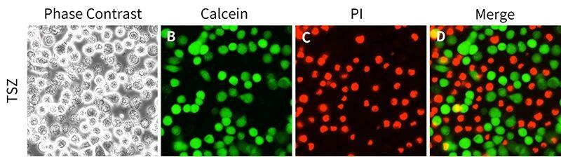 手把手教学｜细胞毒性检测法（Calcein-AM/PI双染法） - 哔哩哔哩