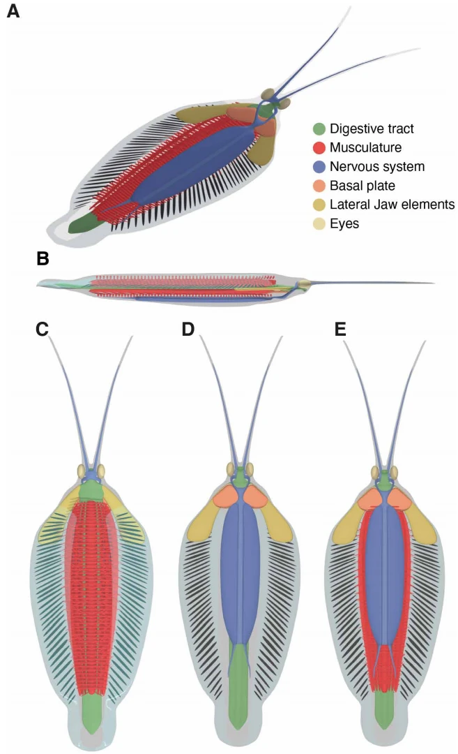 寒武魅影——泳虾科（Nectocarididae）跌宕的研究之路 - 哔哩哔哩