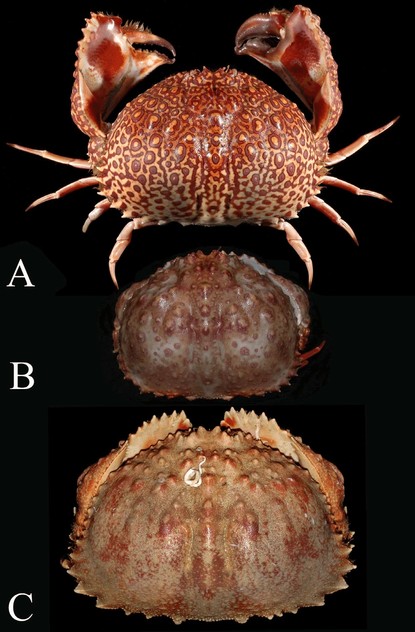 馒头蟹科的种类与介绍（one） - 哔哩哔哩