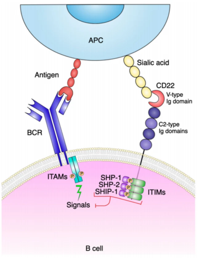 B细胞制动受体CD22 - 哔哩哔哩