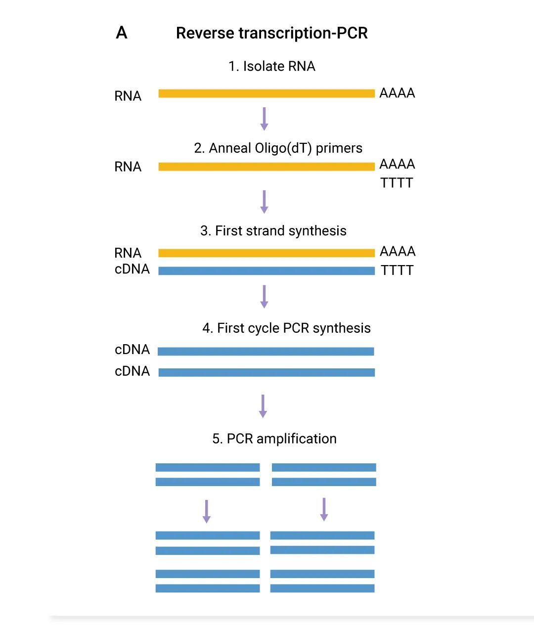 从基础到进阶：PCR、qPCR 和 RT-PCR 不是一回事儿？|MCE - 哔哩哔哩