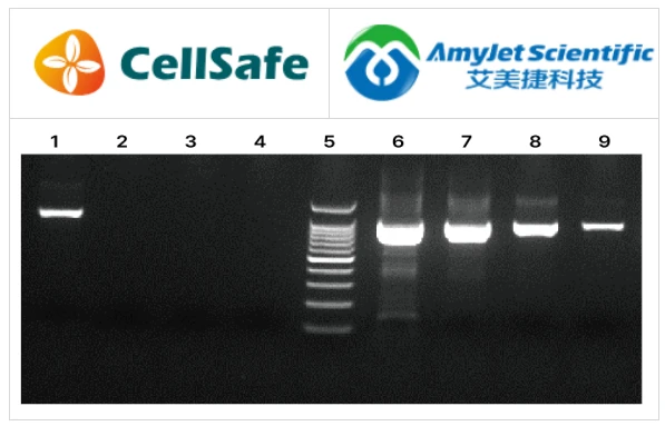 CellSafe/艾美捷HiSense UDG热不稳定蛋白--低热稳定性 - 哔哩哔哩
