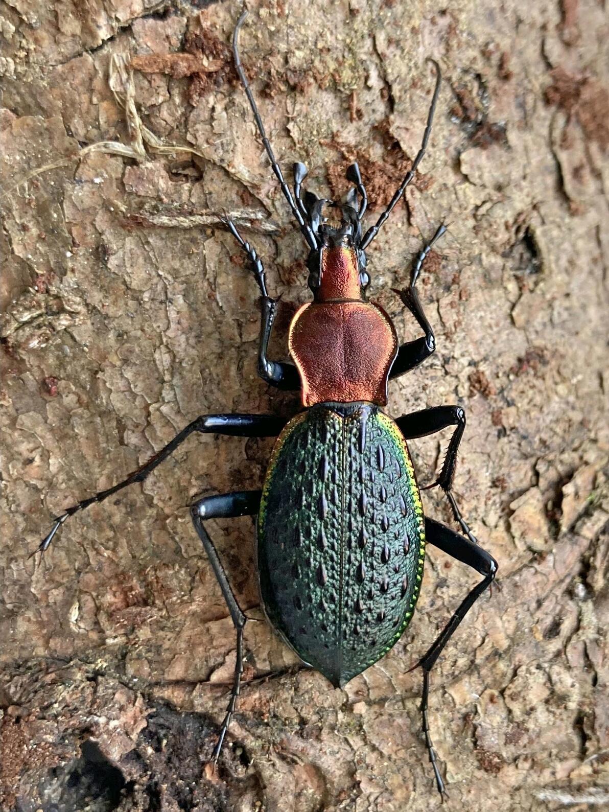 大步名录：瘤鞘亚属Coptolabrus - 哔哩哔哩