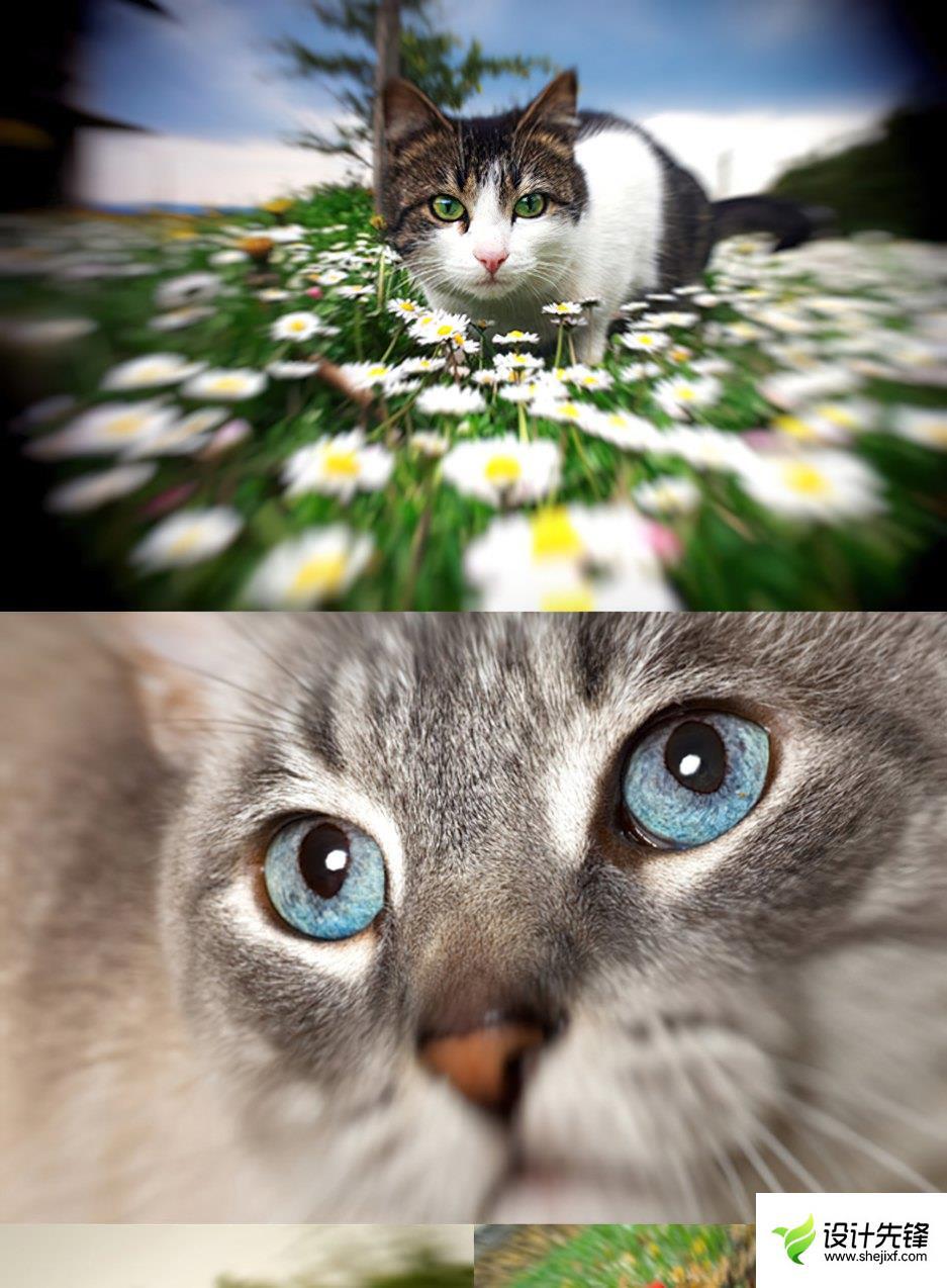 PS插件!Alien Skin Bokeh 2景深效果PS插件 - 哔哩哔哩