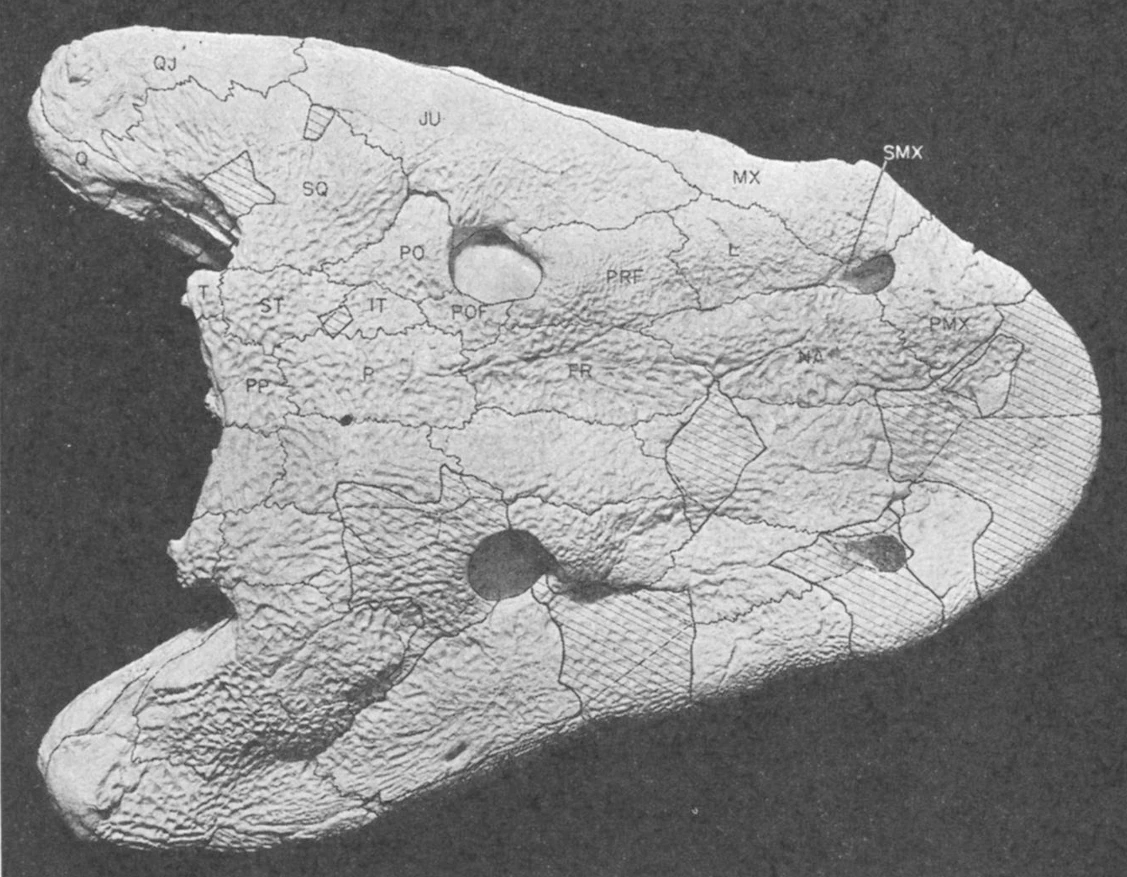 洼沼庞面-离片椎类-1概述及基干物种 - 哔哩哔哩