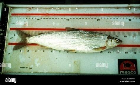 《俄罗斯钓鱼4》全鱼类对照（2）鲑，鲟鳇，狗鱼，鲱，鲈塘鳢，太阳鱼，竹刀鱼，鳗 - 哔哩哔哩