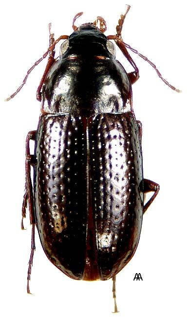 虫趣杂谈：步甲的亚科 - 哔哩哔哩