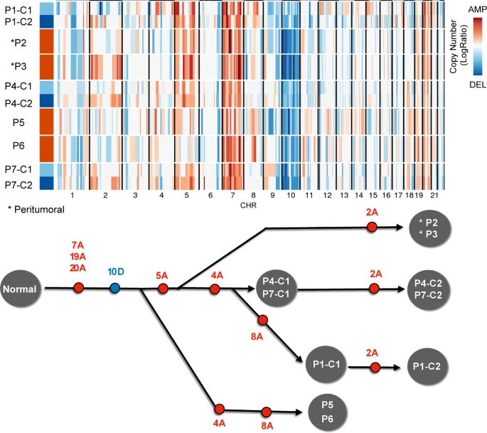 《NC》| SCEVAN:从scRNA-seq中检测肿瘤克隆拷贝数亚结构 - 哔哩哔哩