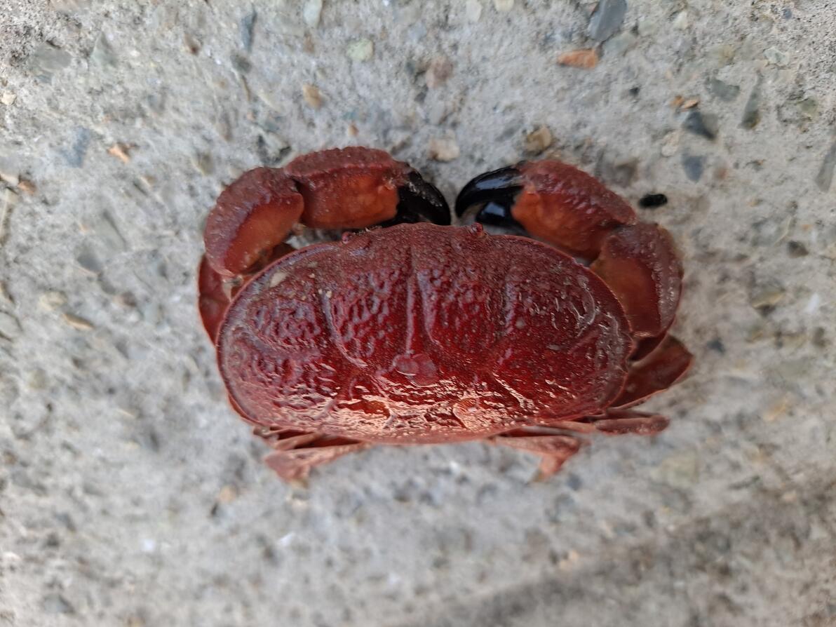 爱洁蟹属现有分类整理 - 哔哩哔哩