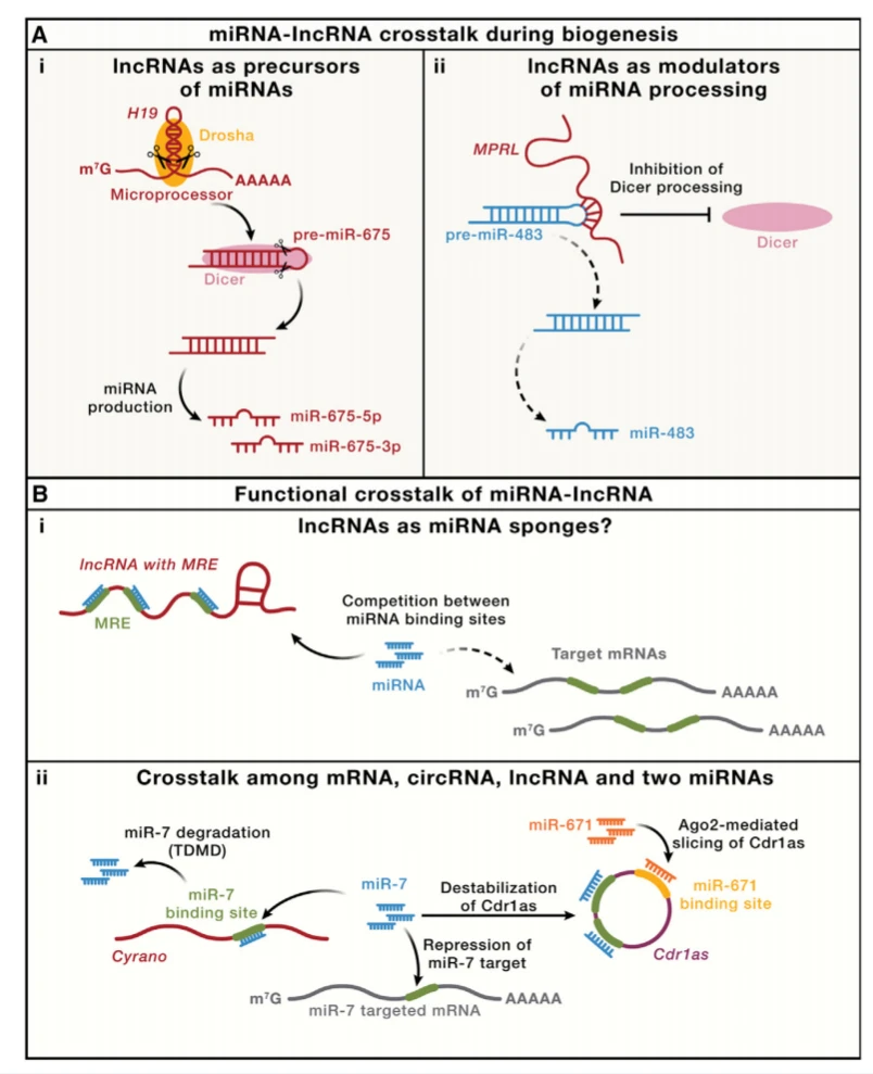 Cell 五十年特刊丨ncRNA的前世今生 - 哔哩哔哩