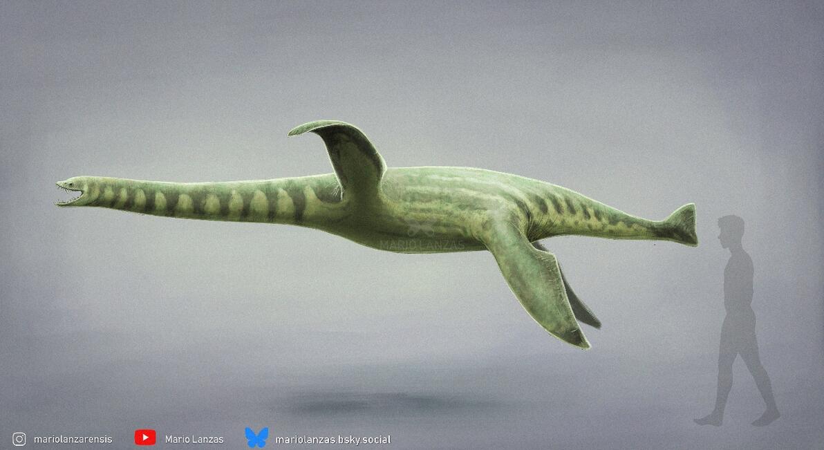 分享古生物图片（第三十三期） - 哔哩哔哩